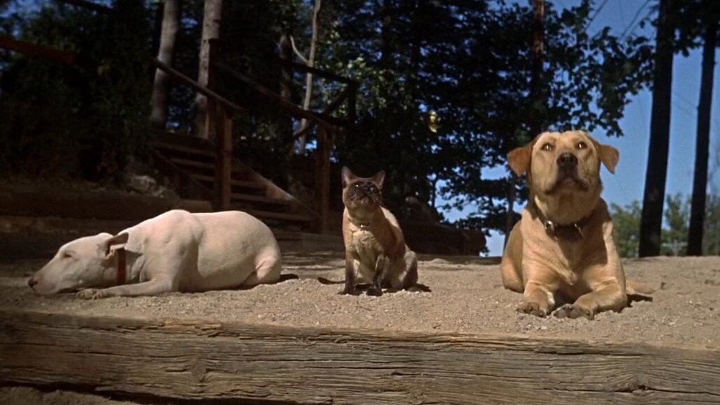 Homeward Bound: The Incredible Journey, 1993 Movie Posters at Kinoafisha